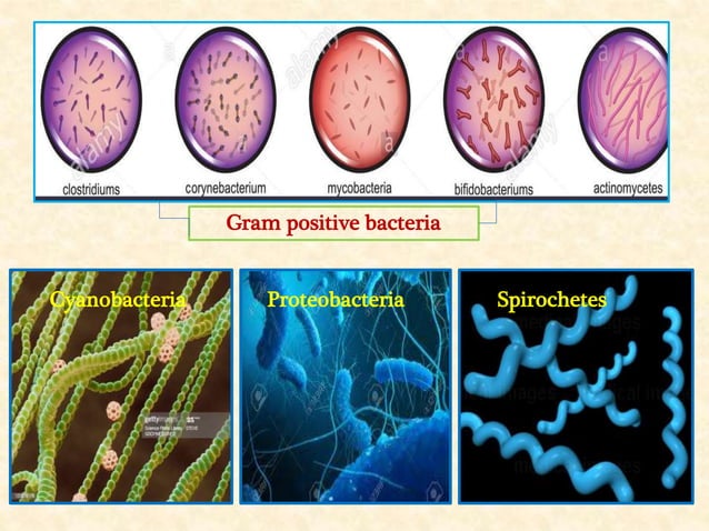 Eubacteria | PPTX | Biological Sciences | Science