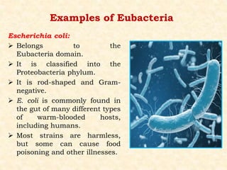 Images Of Eubacteria