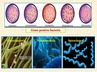 Eubacteria Definition