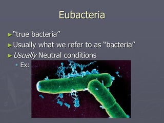 Eubacteria_and_Archaebacteria.ppt