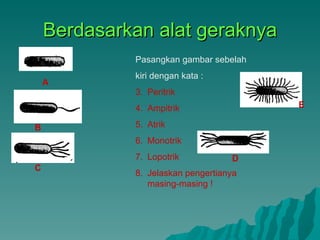 Eubacteria & archaebacteria | PPT