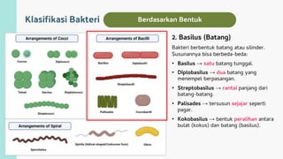 Comprehensive Overview of Bacteria: Structure, Classification, and ...