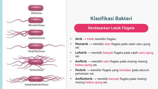 Comprehensive Overview of Bacteria: Structure, Classification, and ...