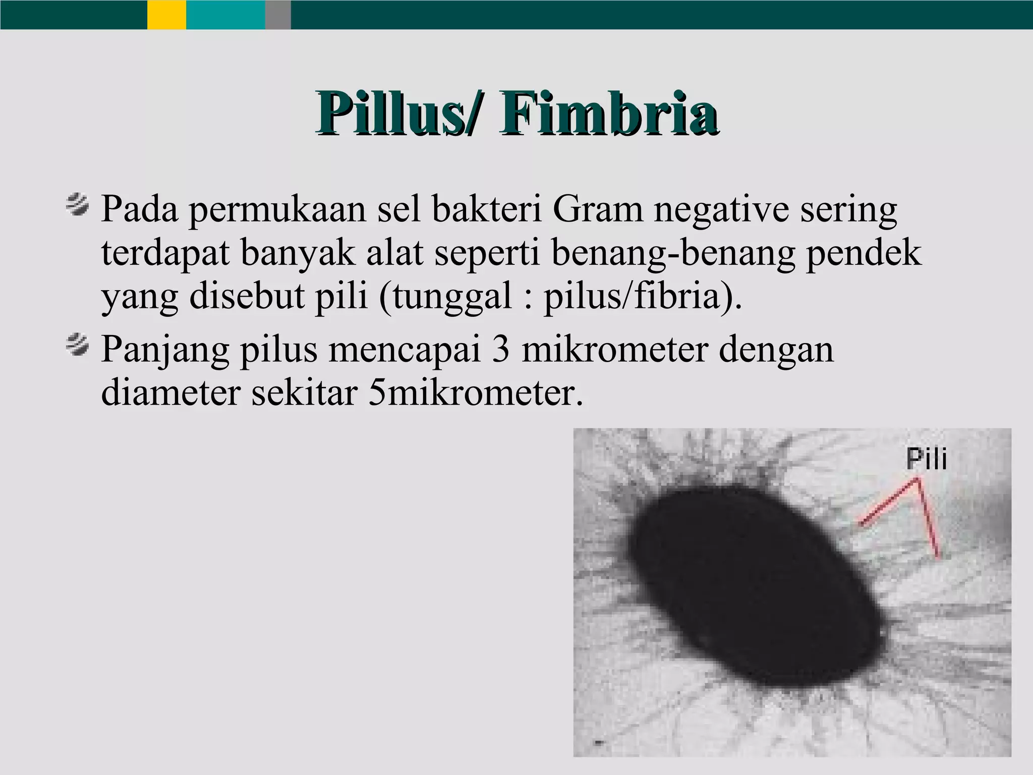 Eubacteria dan archaebacteria | PPT