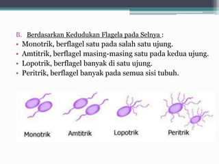 Eubacteria group 2 | PPTX
