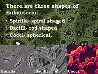 The Eubacteria | PPTX | Chemistry | Science