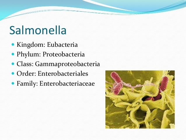Eubacteria Kingdom Animals