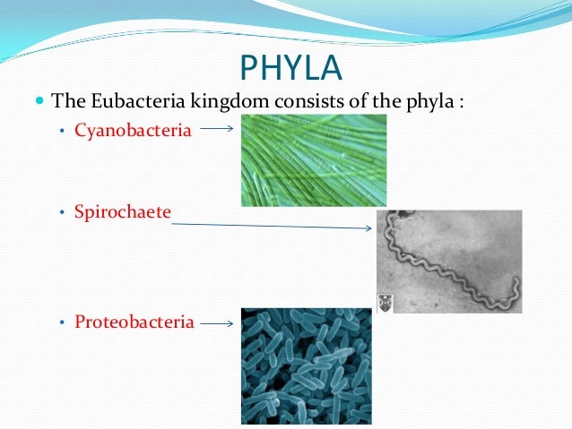 Eubacteria King Of Kingdoms