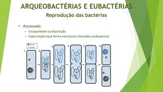 Eubactérias e Arqueobactérias.pptx