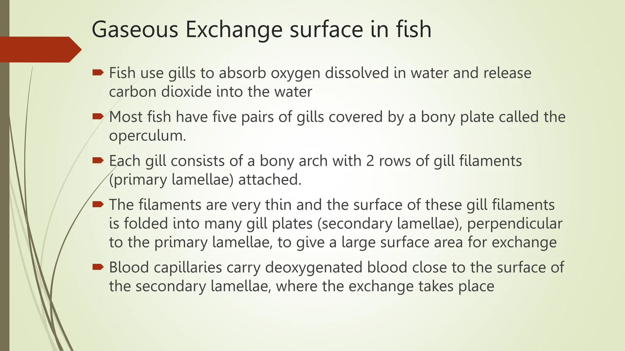 GASEOUS_EXCHANGE.pptx for biology csec students | PPTX
