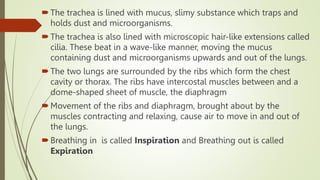 GASEOUS_EXCHANGE.pptx for biology csec students | PPTX