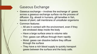 GASEOUS_EXCHANGE.pptx for biology csec students | PPTX