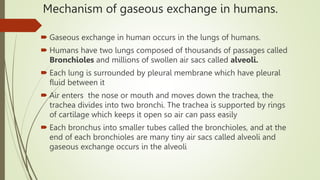 GASEOUS_EXCHANGE.pptx for biology csec students | PPTX