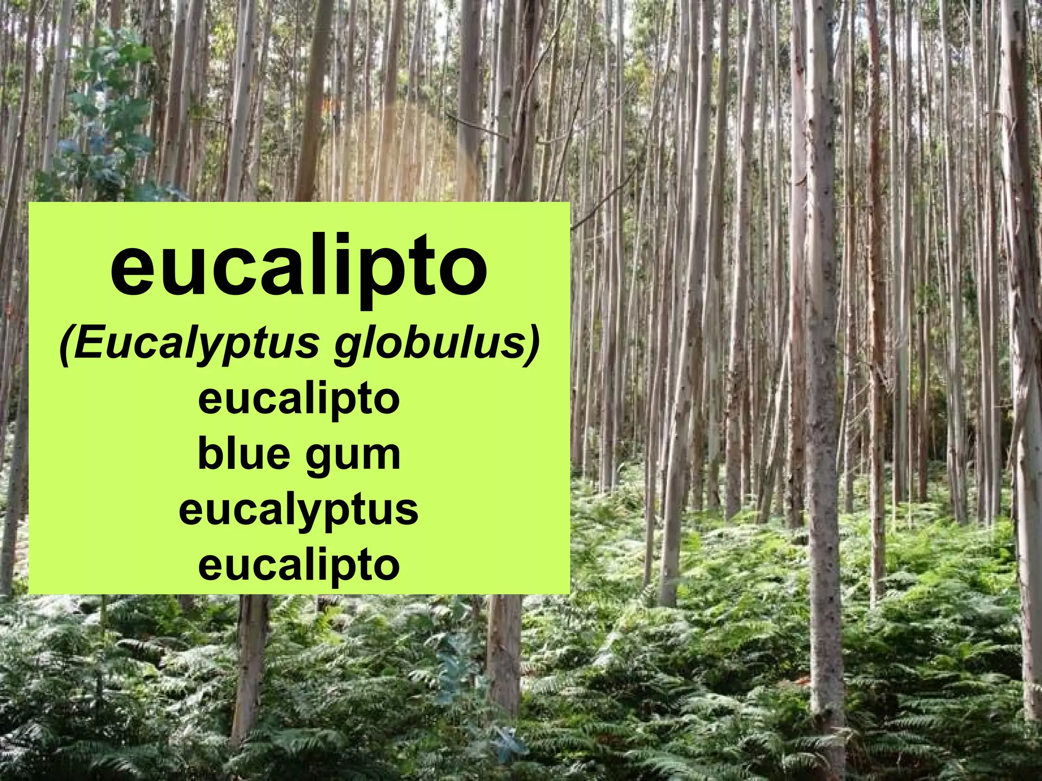 Eucalipto (Eucalyptus globulus e outros) | PPS