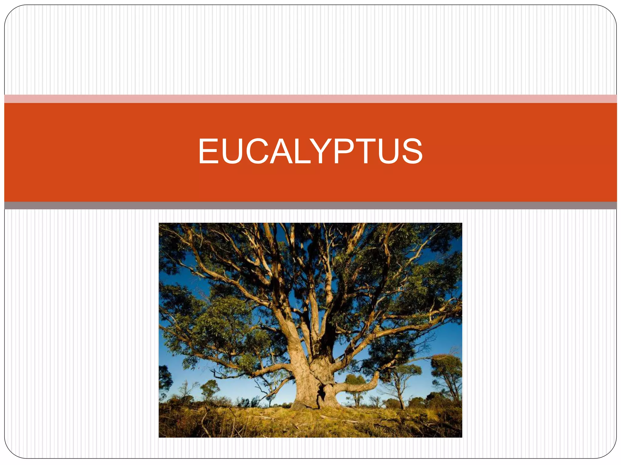 Eucalyptus | PPTX