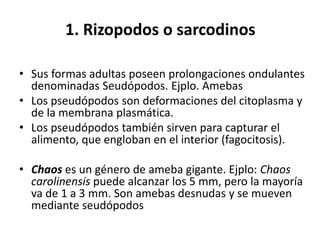 Eucariotas protozoos m.i 7 | PPTX