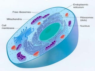 Eukaryotic cell | PPTX
