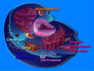 Eukaryotic cell | PPTX