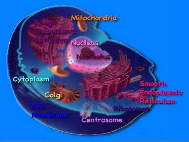 Eukaryotic cell