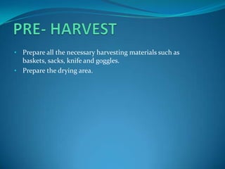 Euchema harvesting | PPTX