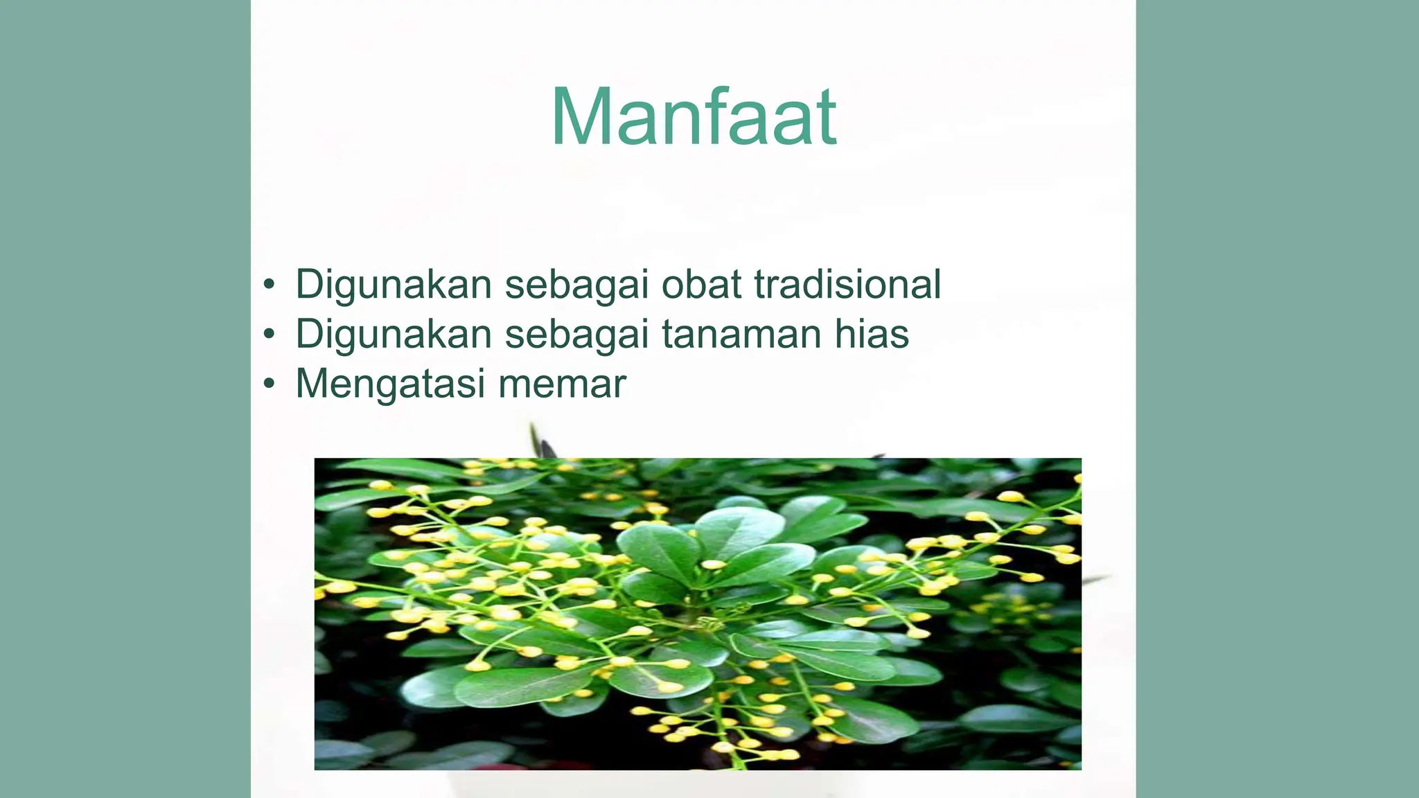 Macam- macam daun dikotil3 -2C -Kelompok 9.pptx