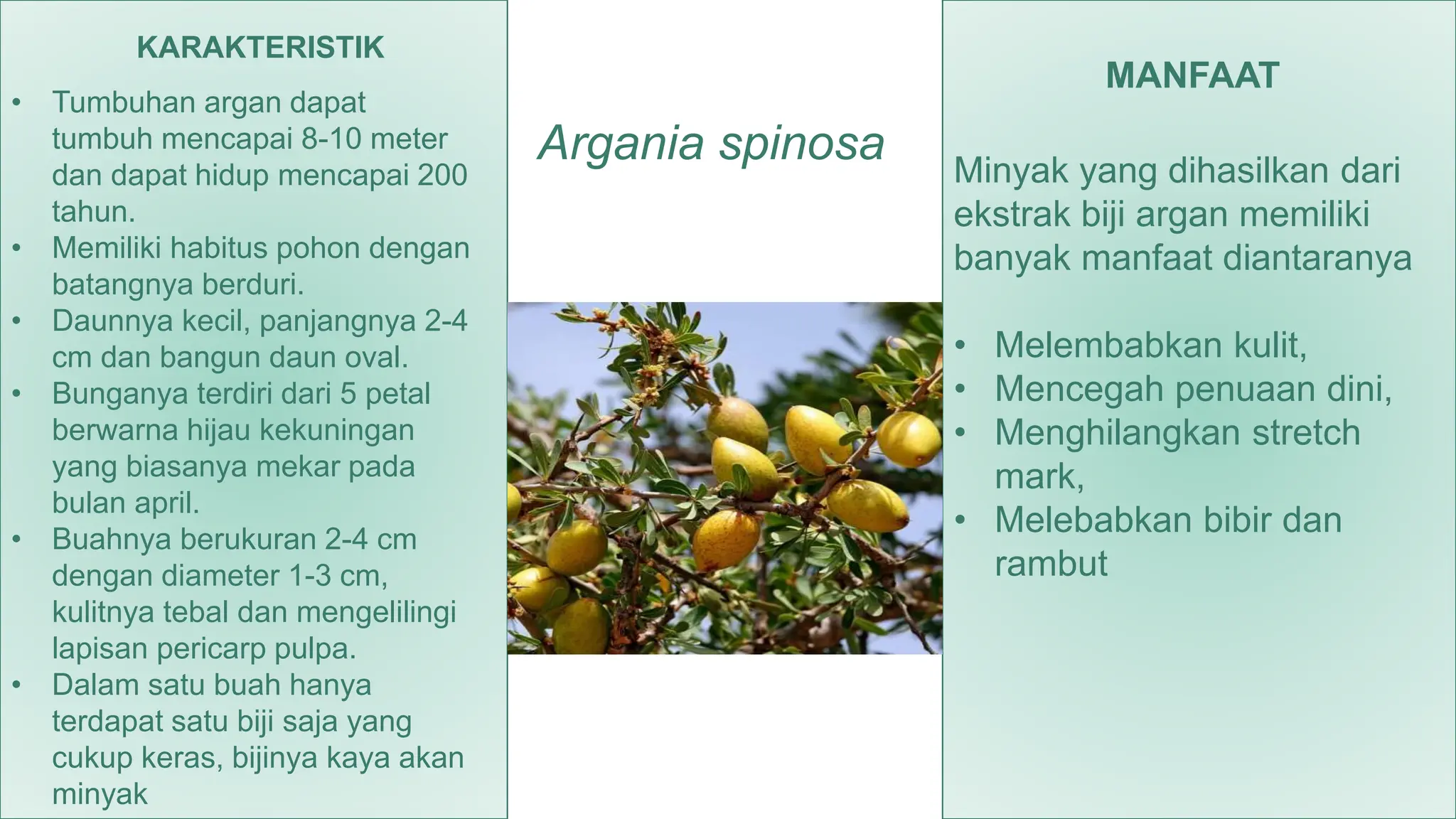 Macam- macam daun dikotil3 -2C -Kelompok 9.pptx