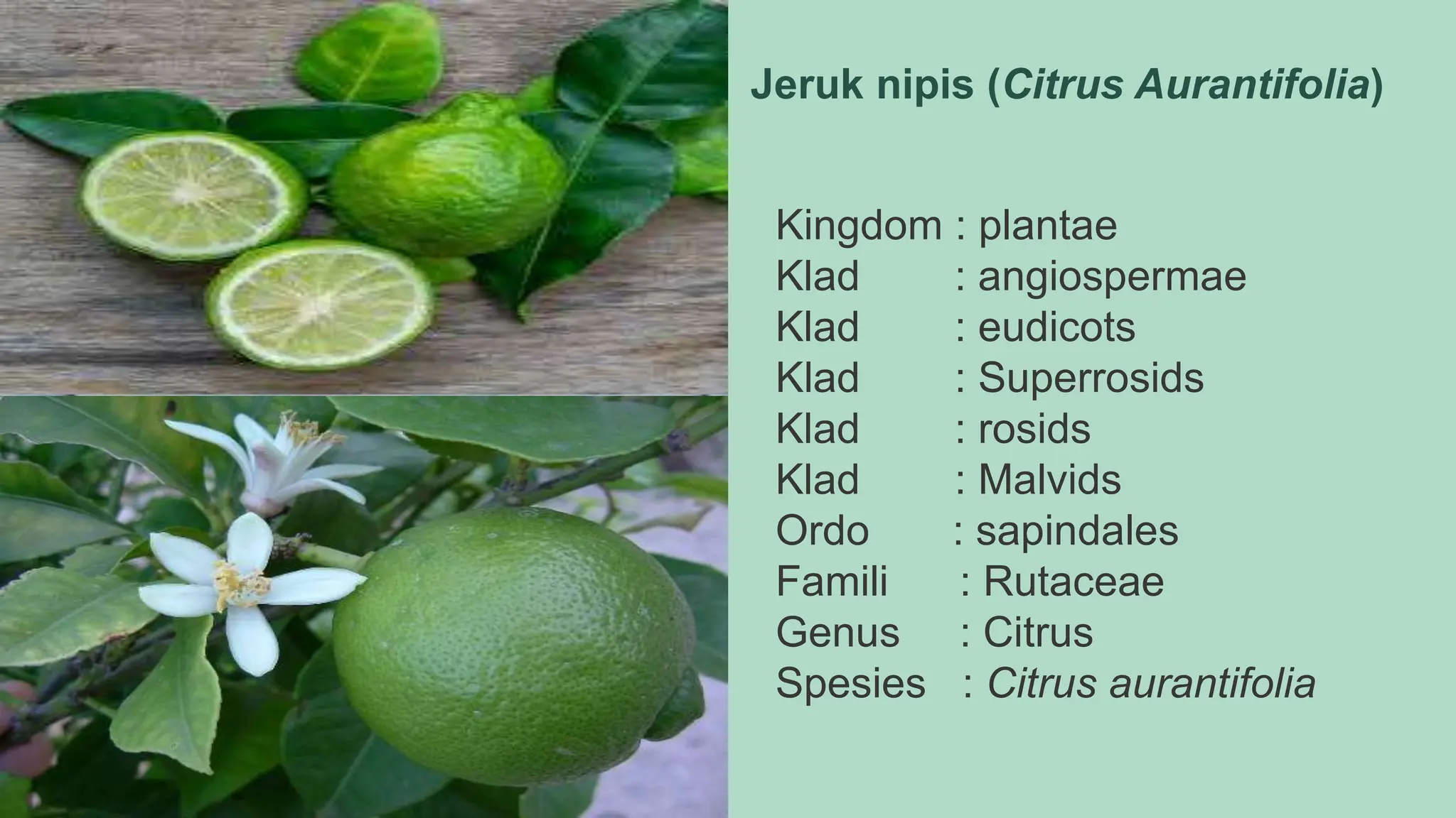 Macam- macam daun dikotil3 -2C -Kelompok 9.pptx