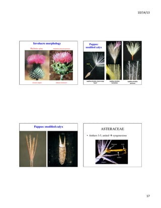 Eudicots asterids fs2013.pptx | Gardening | Home & Garden