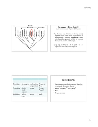 Eudicots rosids fs2013.ppt | Gardening | Home & Garden