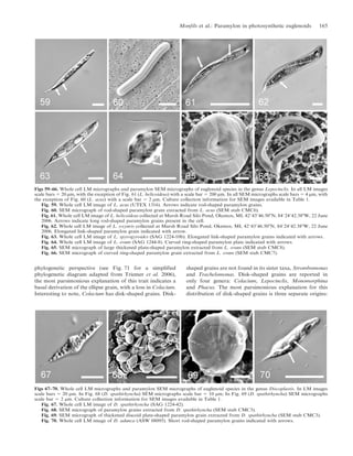 Euglena | PDF