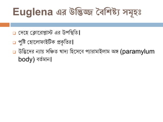 Euglena | PPTX