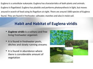 Euglena Informatoons In details Best for your prep .pptx