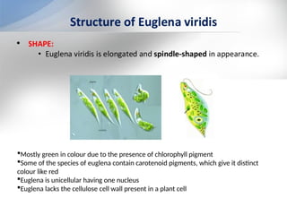 Euglena Informatoons In details Best for your prep .pptx