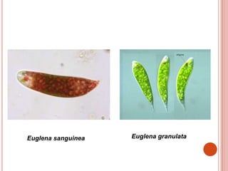 Euglenoid Blooms and Toxins.pptx