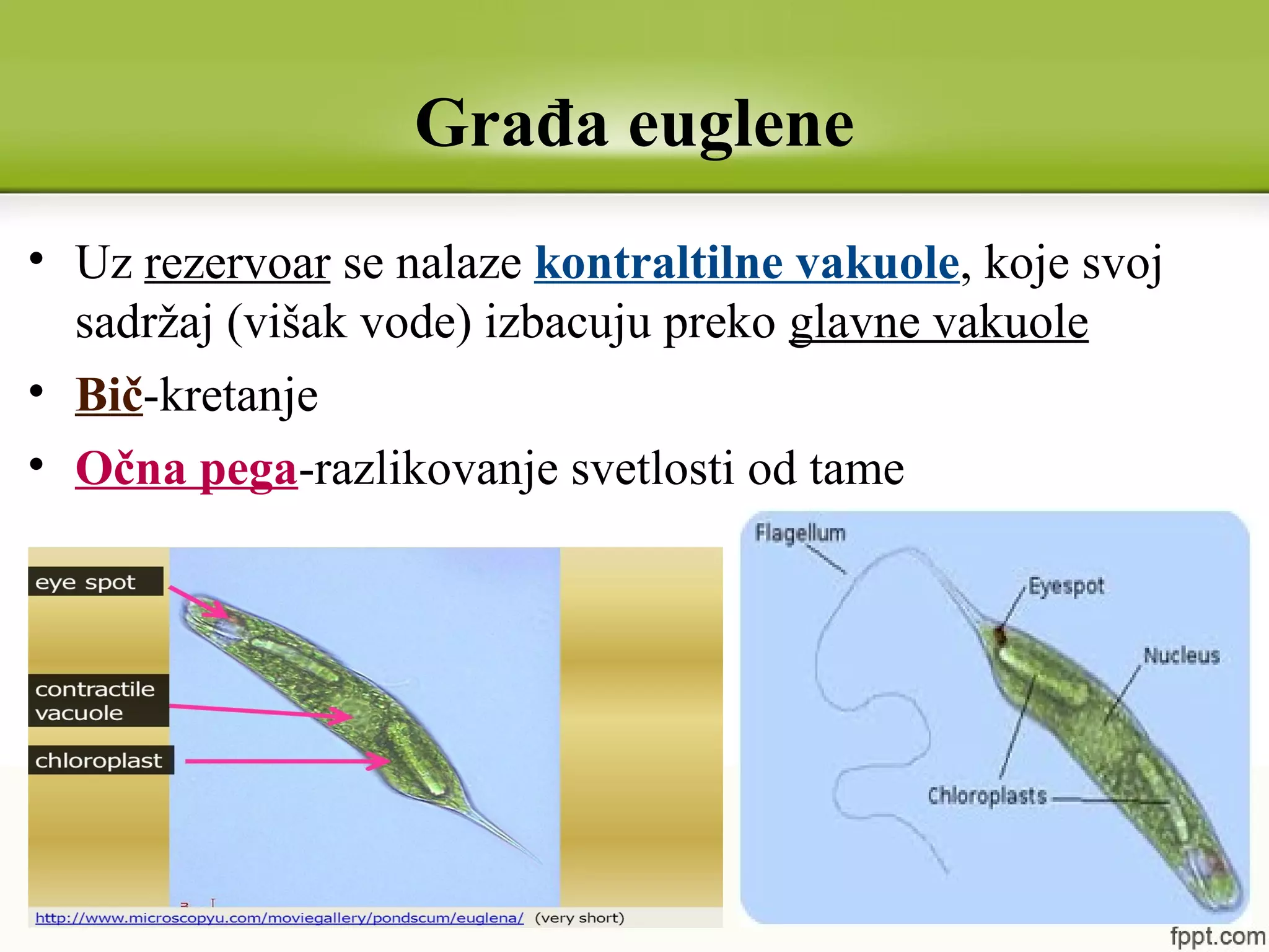 Euglenoidne alge | PPT