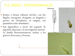 Euglenophyta | PPT