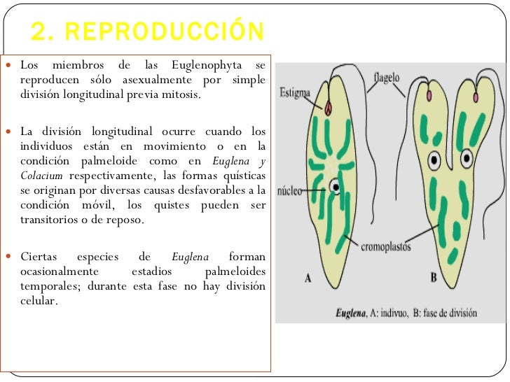 Diagrama Do Filo Euglenophyta
