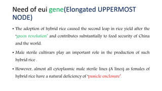 eui gene in rice | PPT
