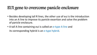 eui gene in rice | PPT