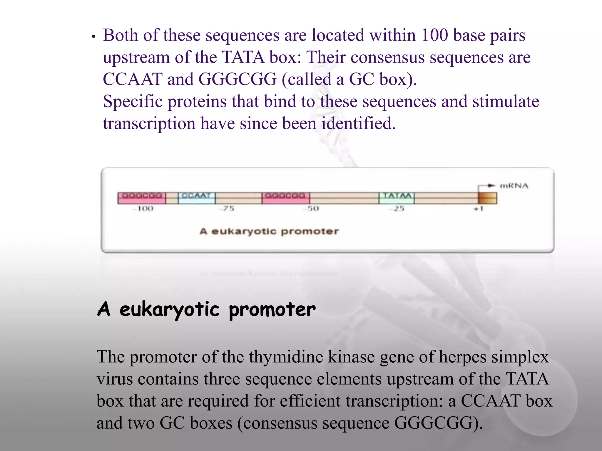 Regulation of Transcription in Eukaryotes | PPTX