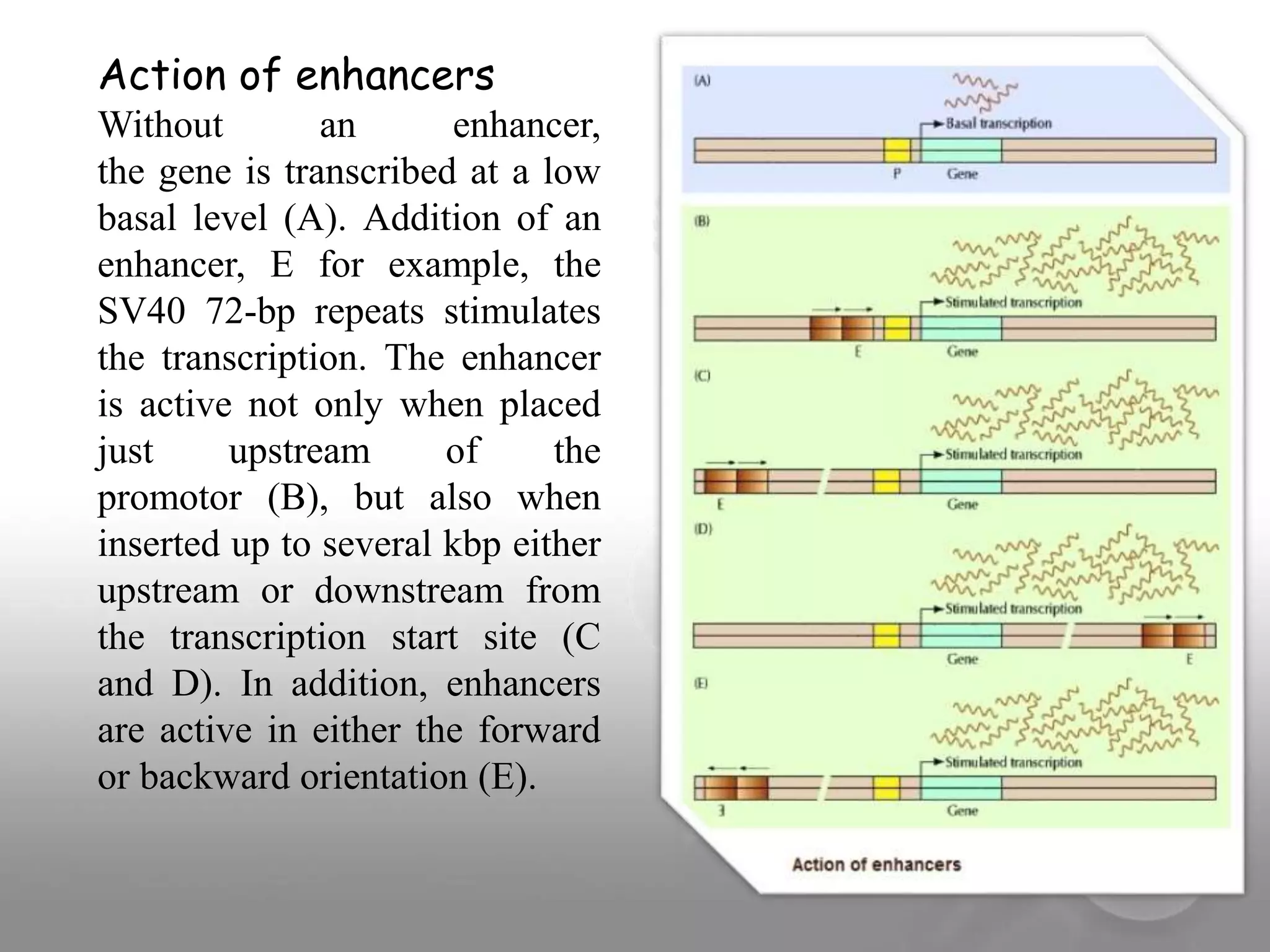Regulation of Transcription in Eukaryotes | PPTX