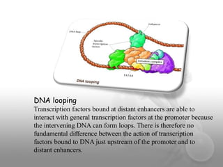 Regulation of Transcription in Eukaryotes | PPTX