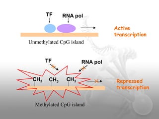 Regulation of Transcription in Eukaryotes | PPTX | Biological Sciences ...