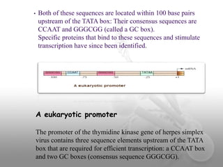 Regulation of Transcription in Eukaryotes | PPTX | Biological Sciences ...
