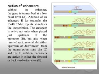 Regulation of Transcription in Eukaryotes | PPTX | Biological Sciences ...