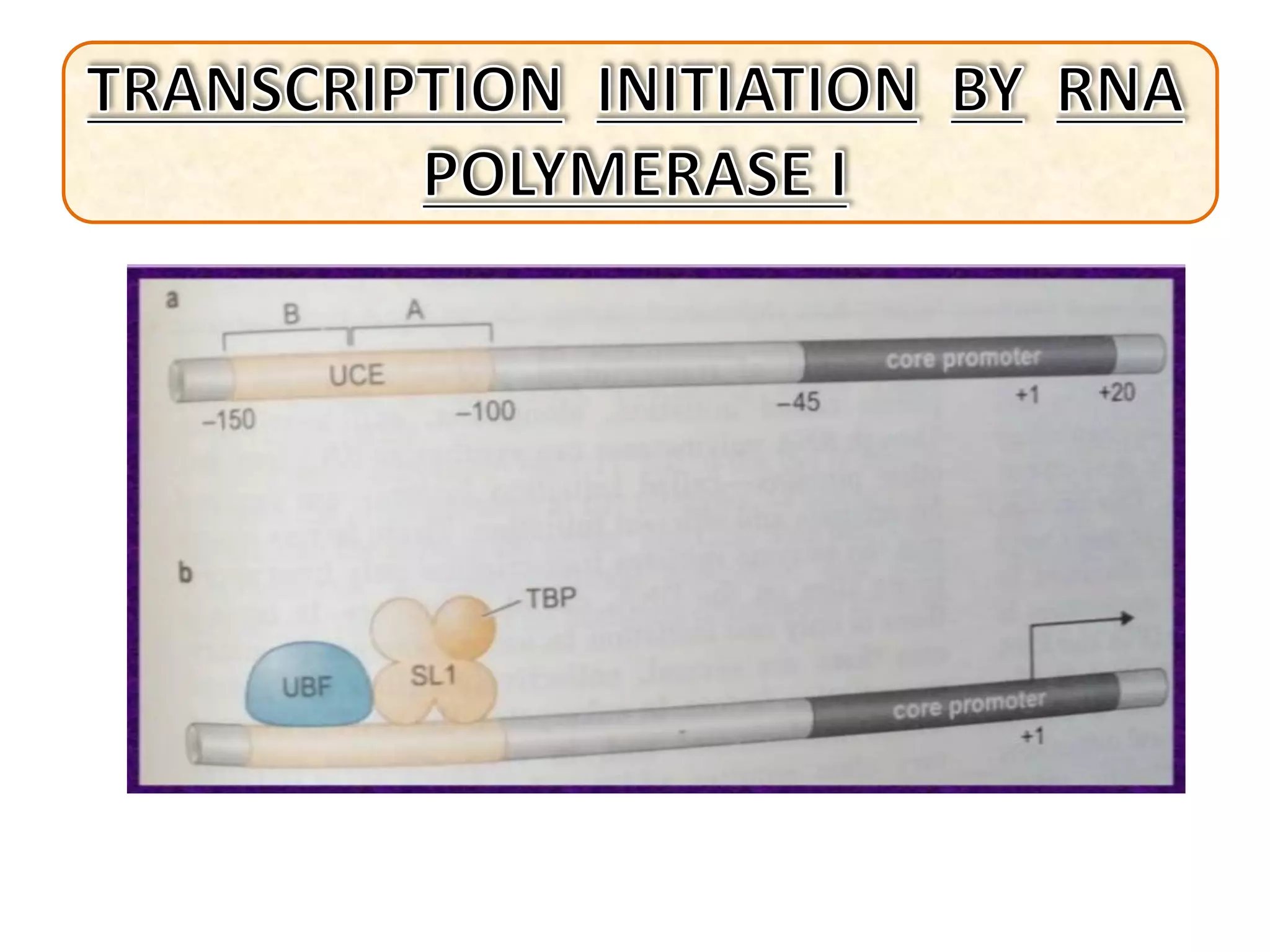 Transcription in Eukaryotes | PDF