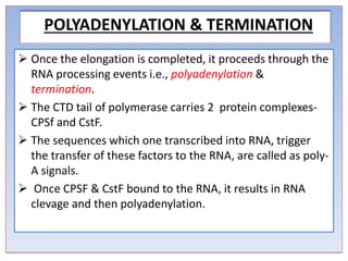 Transcription in Eukaryotes | PDF