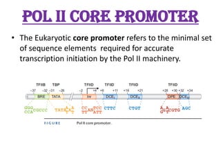 Transcription in Eukaryotes | PDF