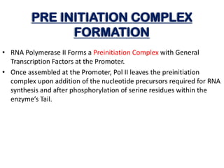 Transcription in Eukaryotes | PDF