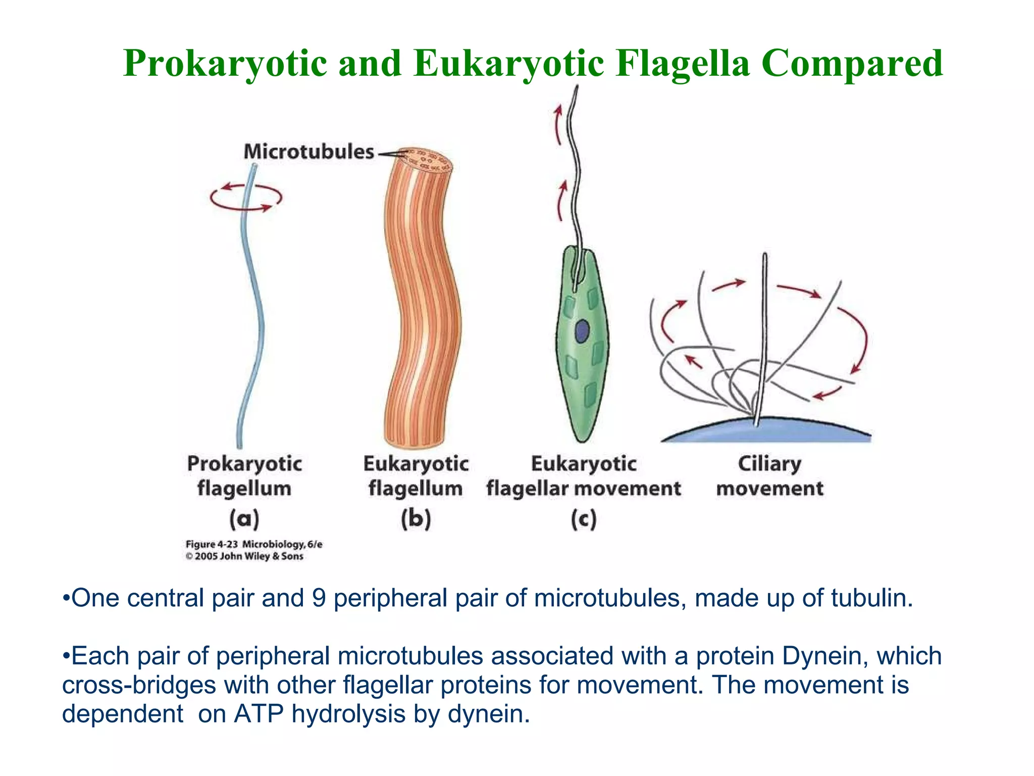 Eukariotic Cell Structure | PPT